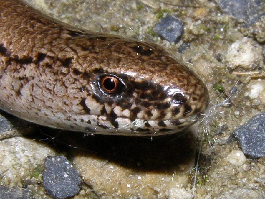 Anguis.io Oyunu Oyna - Kral Oyun Skor